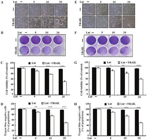 Luteolin Sensitizes Hcc Cells To Trail Induced Apoptosis Huh7 And