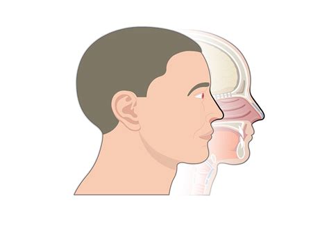 Nose And Nasal Cavity Structure Function And Diagram Getbodysmart