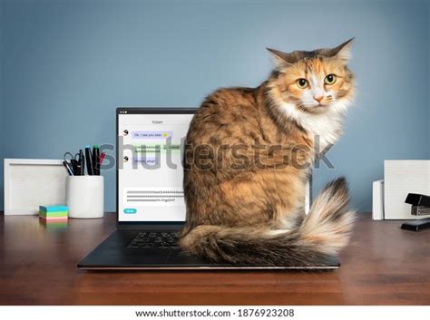 Gato Escrevendo Texto Mais De 739 Fotos Stock Licenciáveis E Livres De