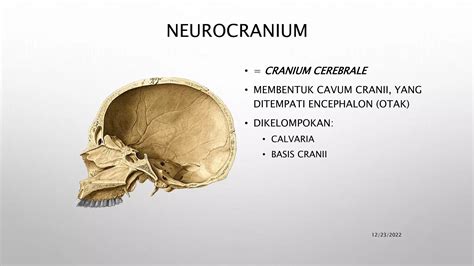 Anatomi Craniumpptx