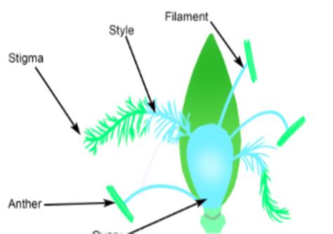 Reproduction In Flowering Plants Pollination And Fertilisation