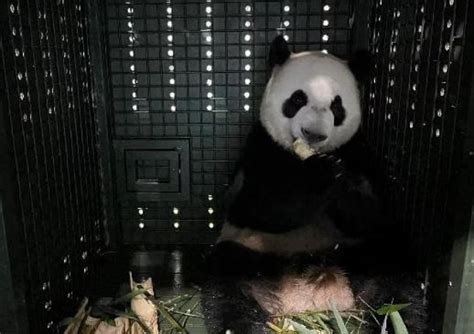 စင်ကာပူမှာ မွေးဖွားခဲ့တဲ့ ပန်ဒါဝက်ဝံကြီးလဲ့လဲ့ တရုတ်နိုင်ငံကို ပြန်ရောက်ရှိပြီးနောက် ကွာရန်တင်းဝင်ရ