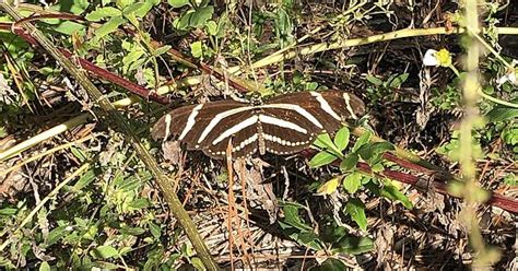 Zebra Longwing Album On Imgur