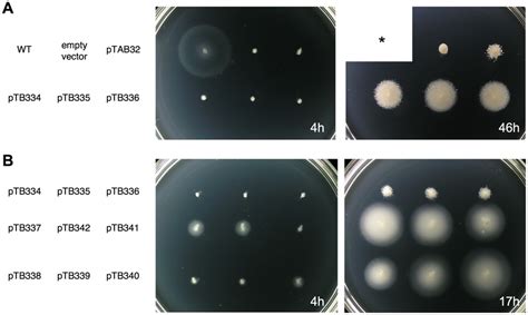 Swimming Motility Assay A Motility Of Δflhb Salmonella Strain