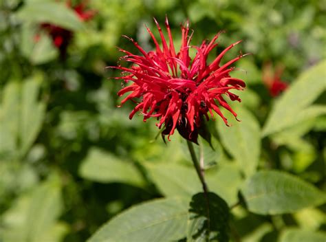 Guide To Planting And Growing Bee Balm • Gardenary