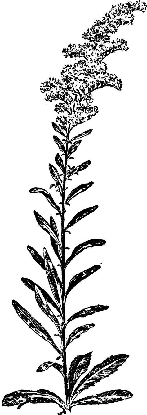 Solidago Nemoralis Vintage Illustration 13771691 Vector Art At Vecteezy