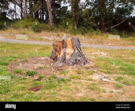 Tree Stump In The Ground Stock Photo Alamy