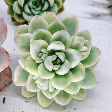 Sedum Plant Etsy