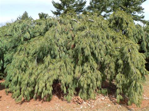 Visit My Garden Dwarf Pines At The Arboretum