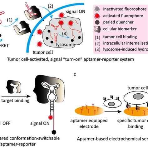 Representative Aptamer Based Analytical Models For Ctc Detection A