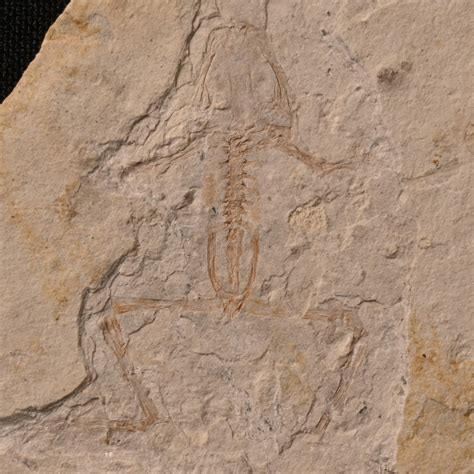 Real Cretaceous Frog Fossil Amphibian Genibatrachus Etsy