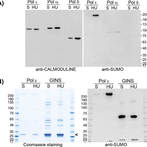 Polθ Promotes Efficient Mmej Of Long Ssdna A Schematic Of Polθ B Download Scientific Diagram