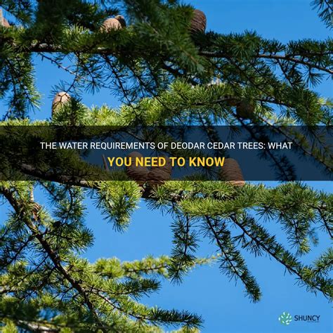 The Water Requirements Of Deodar Cedar Trees What You Need To Know
