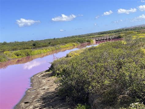 Wildlife Refuge Pond In Hawaii Mysteriously Turns Bright Pink Drought