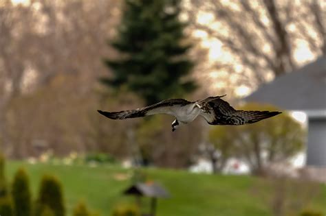 비행에서 잡은 물고기와 서양 Osprey 갈고리 발톱에 대한 스톡 사진 및 기타 이미지 갈고리 발톱 강 깃털 Istock