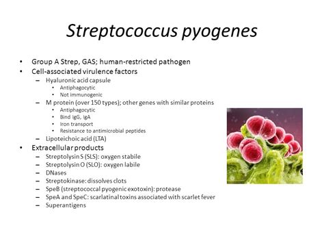 Streptococci And Enterococci Ppt Download
