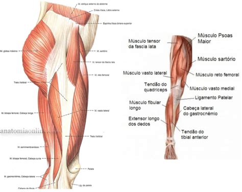Anatomia Membros Inferiores Blog Educa O F Sica