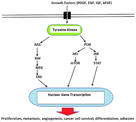 Growth Factor Involved In Cell Signaling Pathways Download