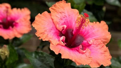 Hibiscus plantation entretien Côté Maison