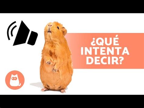 Descubre por qué tu cobaya hace un ruido como un búho y cómo