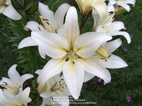 Lily Lilium Lennox In The Lilies Database