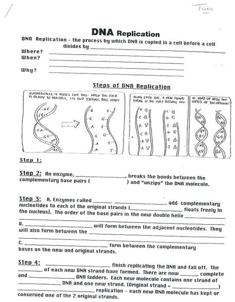 Dna Replication Practice Worksheet Printable And Enjoyable Learning