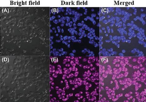 Fluorogenic Polyfunctional Coumarin Based Chemosensors For Multianalyte Detection Intechopen