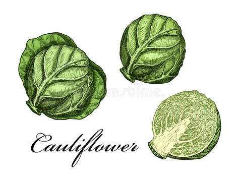 Hand Drawn Color Sketch Style Set Of White Cabbage Cabbage Set Organic Fresh Food Vector