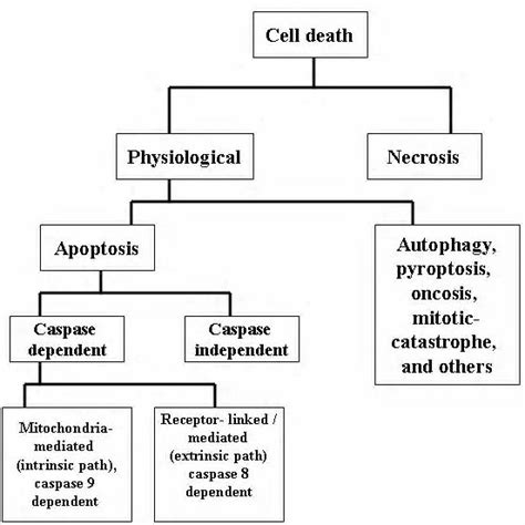 A Schematic Representation Of The Extrinsic And Intrinsic Apoptotic