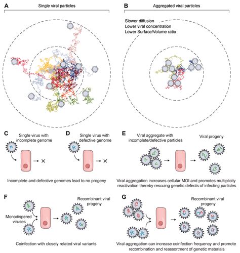 Schematic Showing How Viral Aggregation Affects Their Ability To Infect Download Scientific