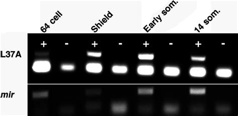 Reverse Transcriptase Pcr Analysis Of Mir Expression In Zebra Fi Sh Download Scientific Diagram