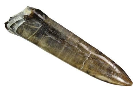 28 Polished Fossil Belemnite Buttenheim Germany 125358 For Sale