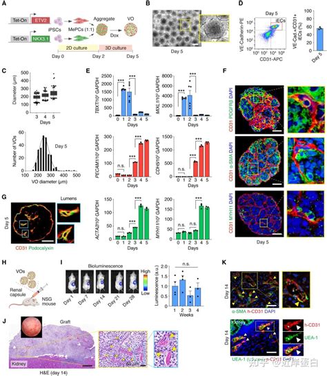 哈佛 北大突破：功能性血管类器官仅需5天即可快速培养成功！ 知乎