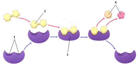 Macromolecules Enzymes Dna Structure Live Diagram Quizlet