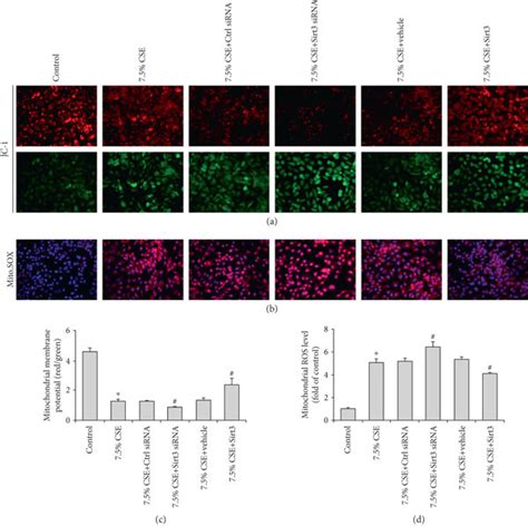 Sirt3 Inhibited Airway Epithelial Mitochondrial Oxidative Stress