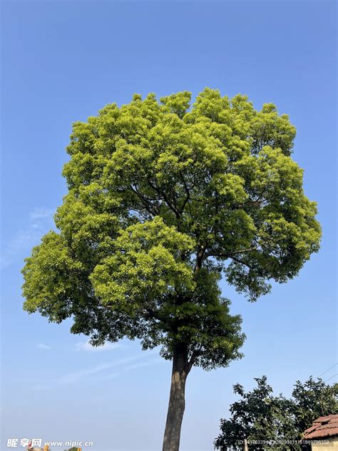 树摄影图 自然风景 自然景观 摄影图库 昵图网