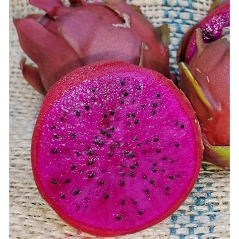 Pitaya Hylocereus H American Beauty Pitaya Ou Fruit Du Dragon Pot