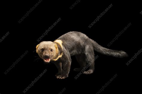 Tayra Stock Image C0598753 Science Photo Library
