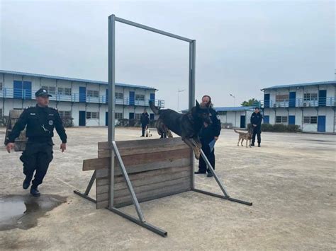 【节日我在岗】连志明：站好最后一班岗传承“接力棒”警犬杨熙战友