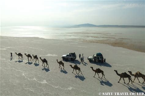 番外編「働く動物」 ダナキル砂漠の塩のキャラバン動画 ワイルドライフ Wildlife ～世界の野生動物観察日記～