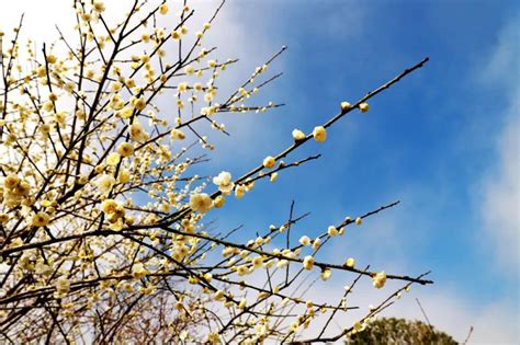春至花开 遇见“梅”景 旅游 浦城新闻网