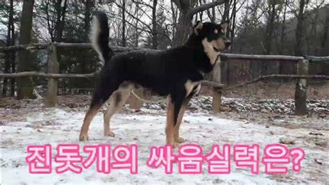 진돗개와 핏블이 싸우면 누가 이길까 Youtube