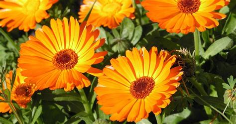 Календула лікарська (Calendula officinalis)