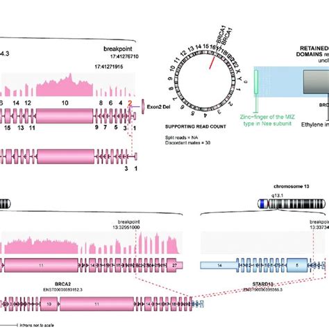 Brca Gene Mutations A A Germline Large Deletion Of Exon 2 In Brca1 Download Scientific