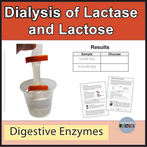 Lactase Lactose Dialysis Activity Experiment Lab Digestive Enzymes