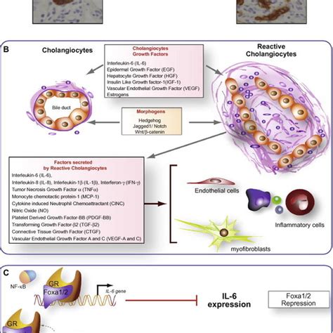 Ductular Proliferation And The Expansion Of Reactive Cholangiocytes