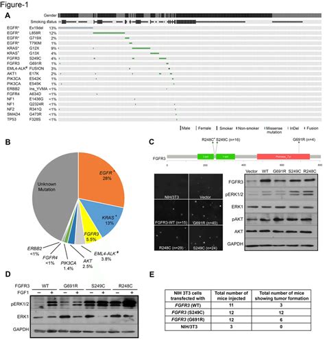 Recurrently Mutated Genes In Lung Adenocarcinoma A Validated