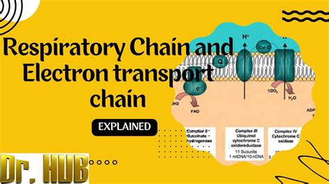 Sphingolipids Types Youtube