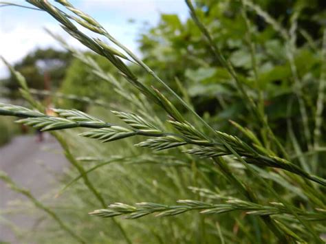 When To Plant Winter Rye Grass In 2024 A Nest With A Yard