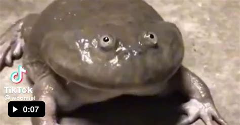 Its The Wednesday Toad 9gag